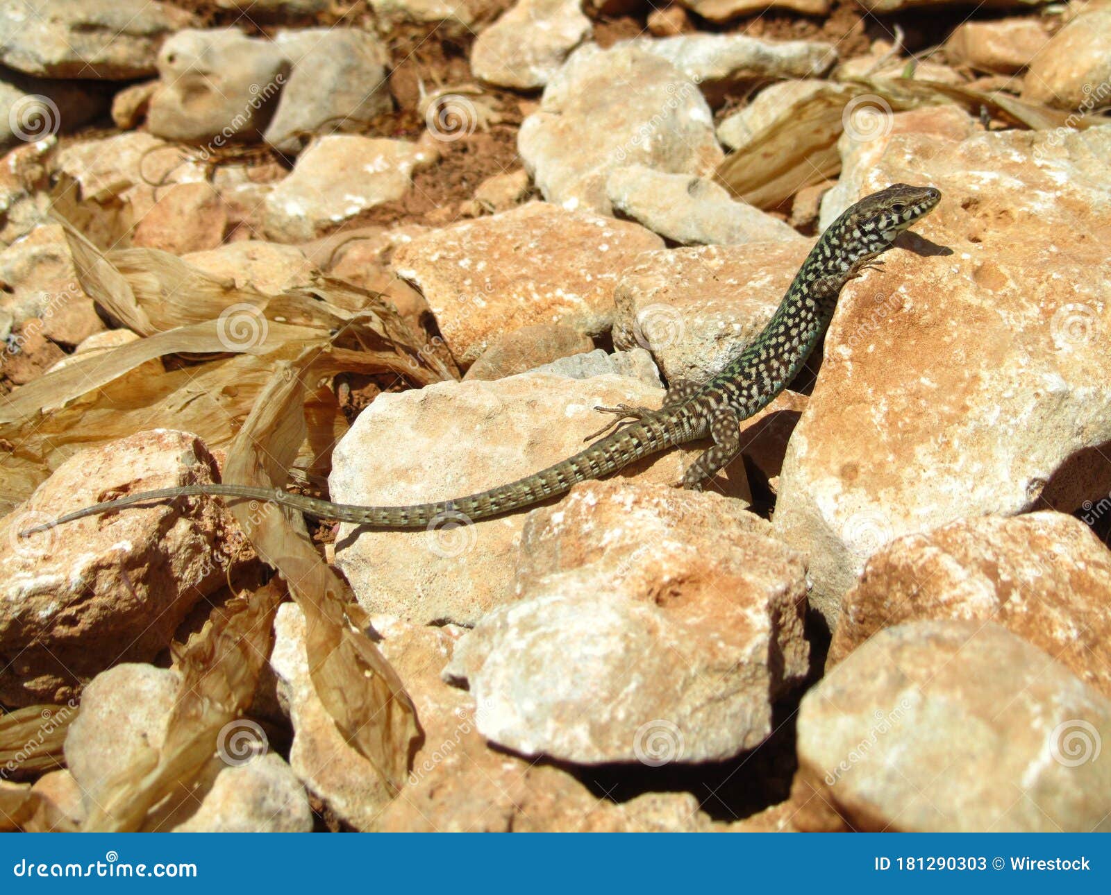 Closeup of a Maltese Wall Lizard Crawling on the Rocks Under the ...