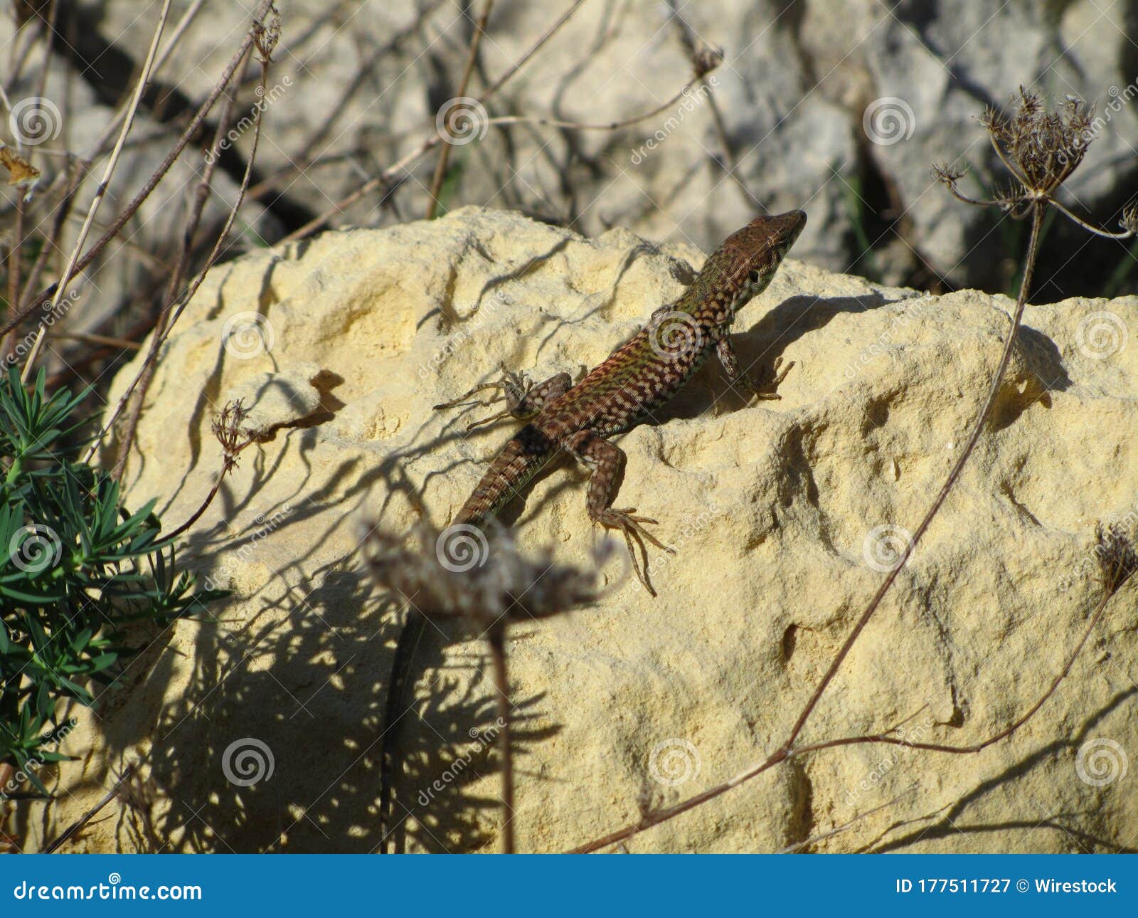 Closeup of a Maltese Wall Lizard on the Rock Under the Sunlight with a ...