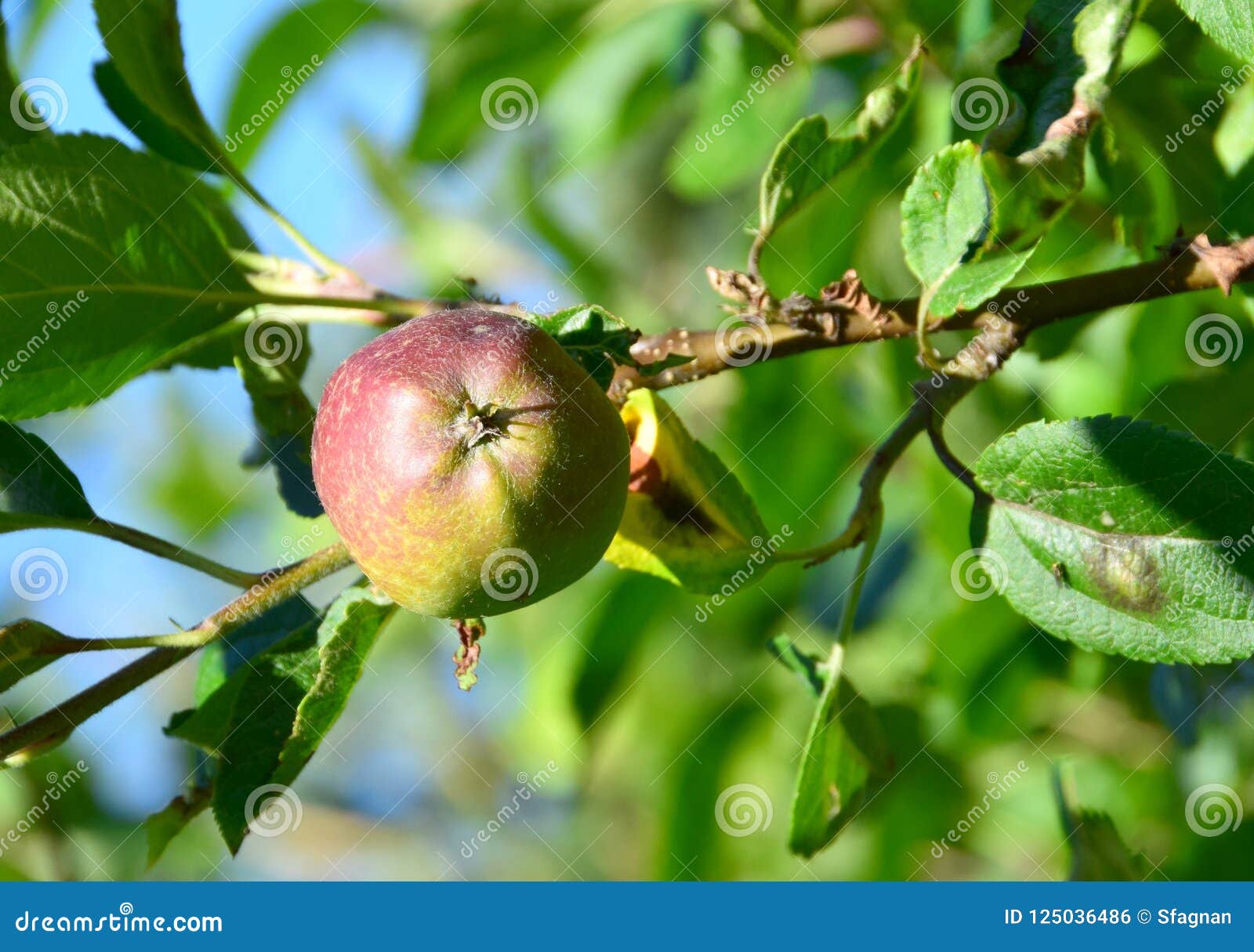 Malus spp. Apple on a tree stock photo. Image of crop - 125036486