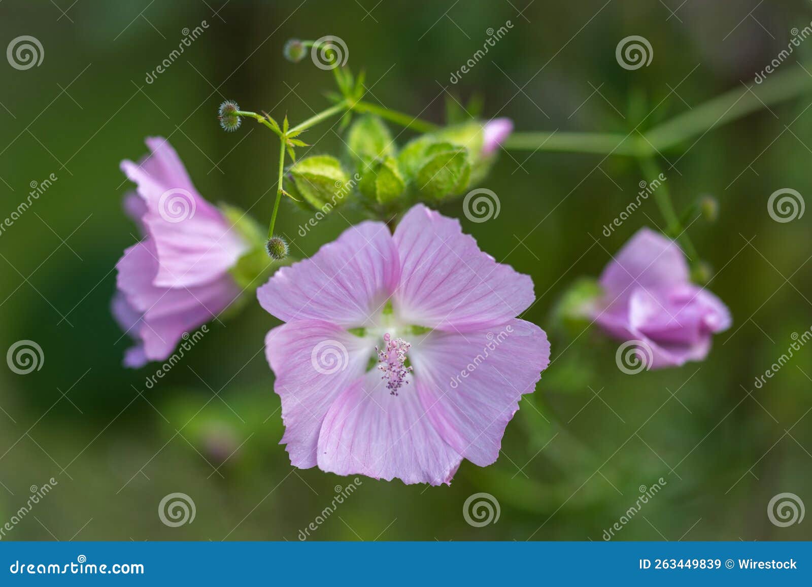 Closeup of Malva Moschata, the Musk Mallow. Stock Image - Image of ...