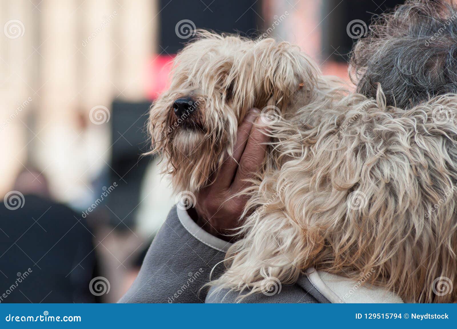 Man with Dog on Shoulder in Outdoor Stock Photo - Image of animal ...