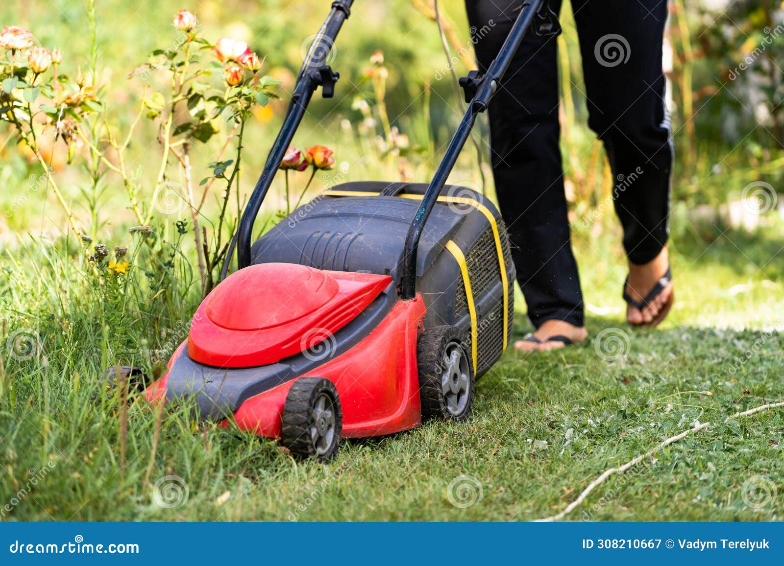 Closeup of a Man with a Lawn Mower Cutting the Grass. Selective Focus. Red Special Manual ...