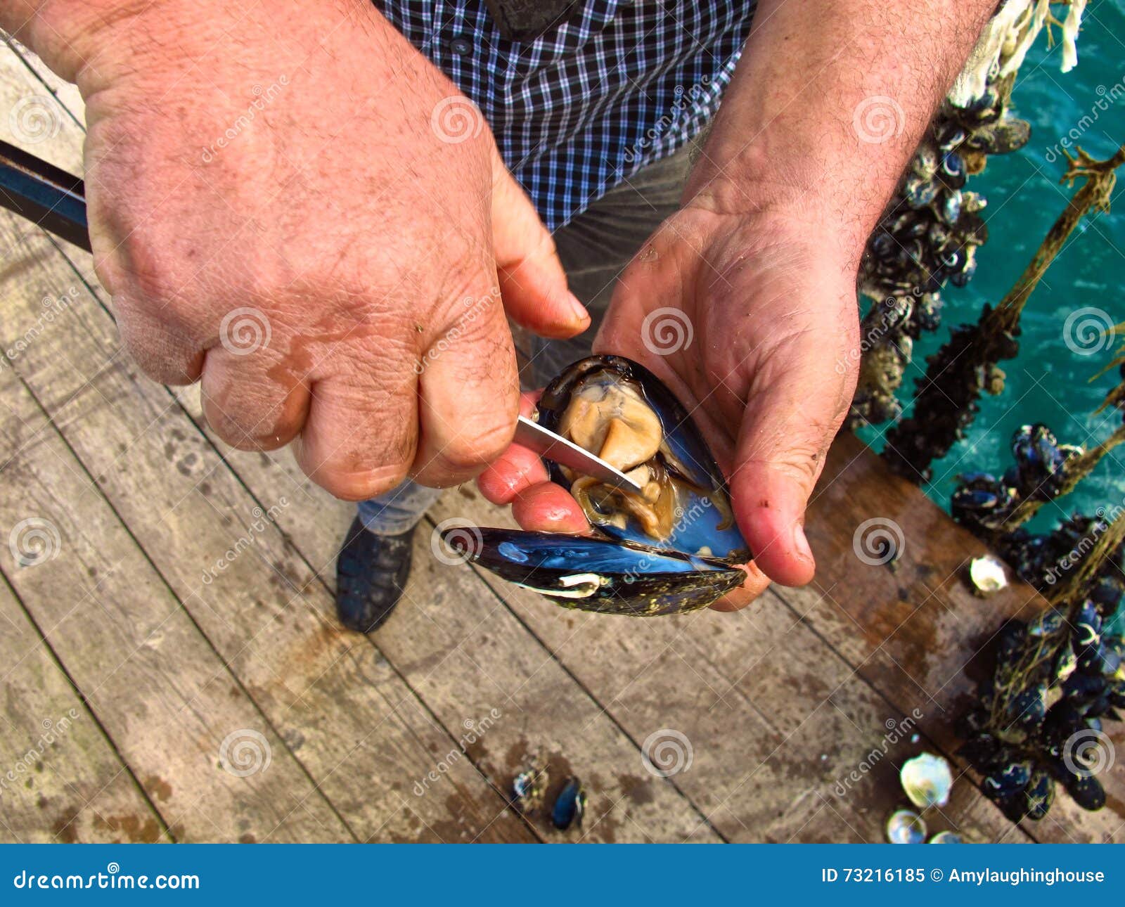 Closeup of Man S Hands Removing Mussel from Shell Stock Image - Image ...