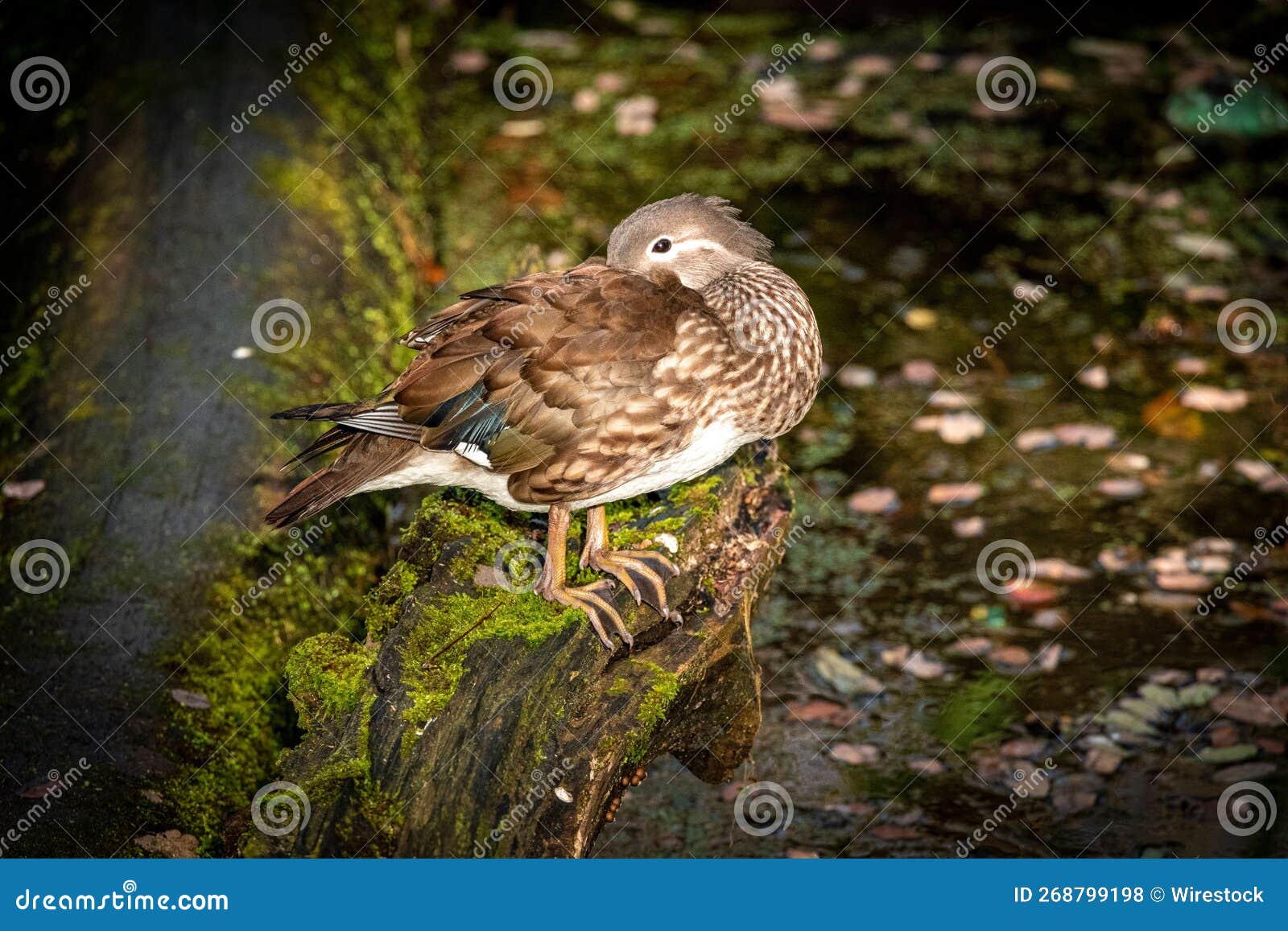 Closeup of a Mandarin Duck Perched on a Mossy Branch of a Tree on Shore ...
