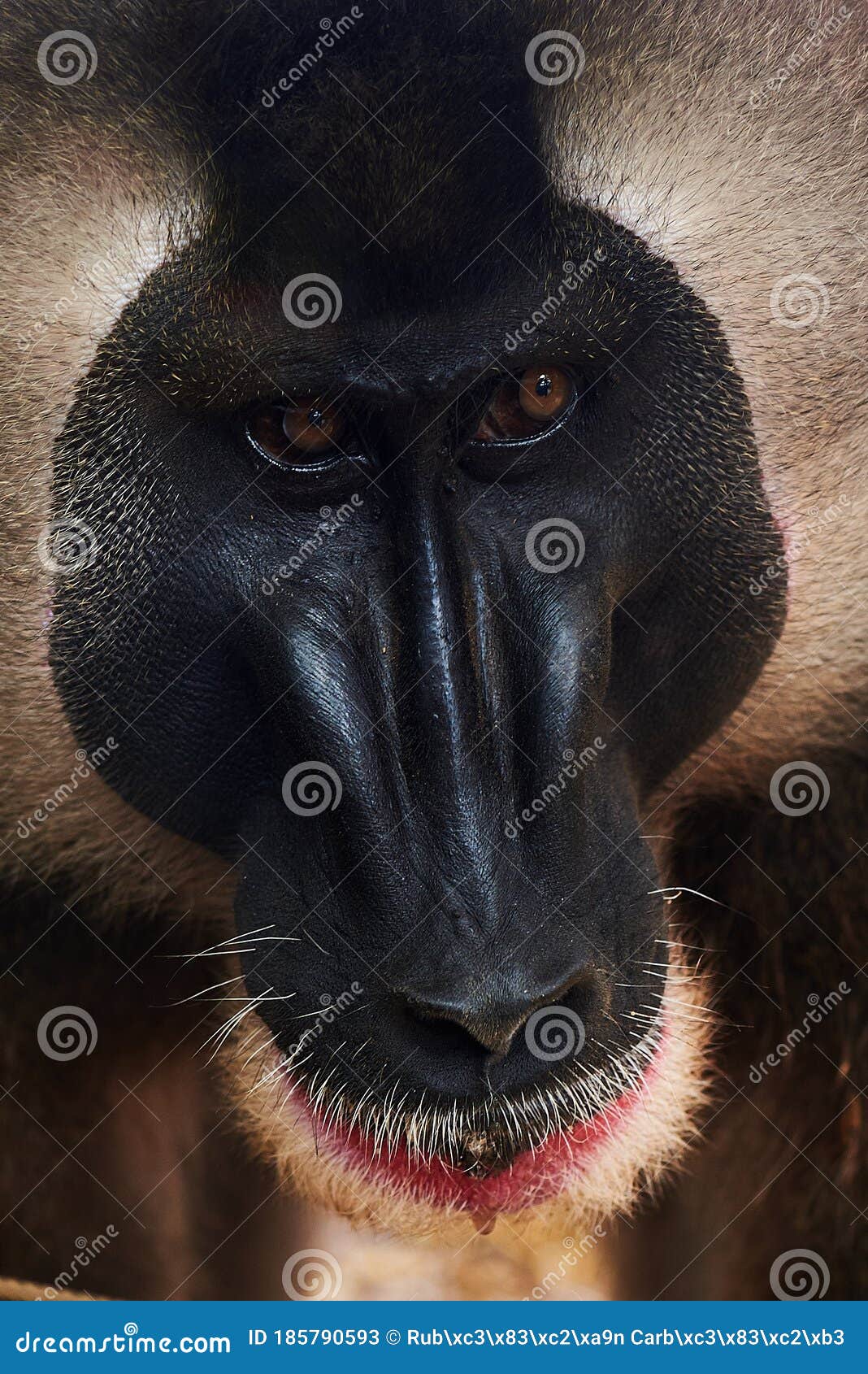 Closeup of a Mandrill Face Mandrillus Leucophaeus Stock Image - Image ...
