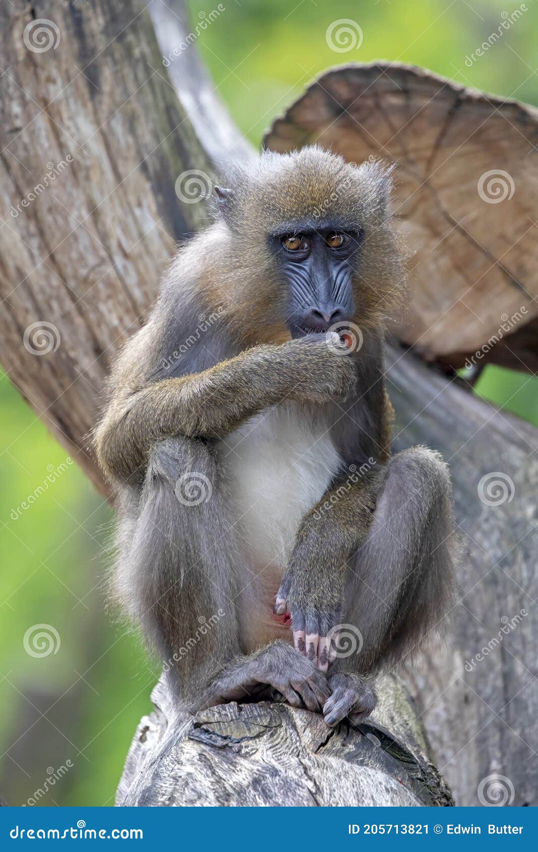 Closeup of Mandrill stock image. Image of forest, natural - 205713821