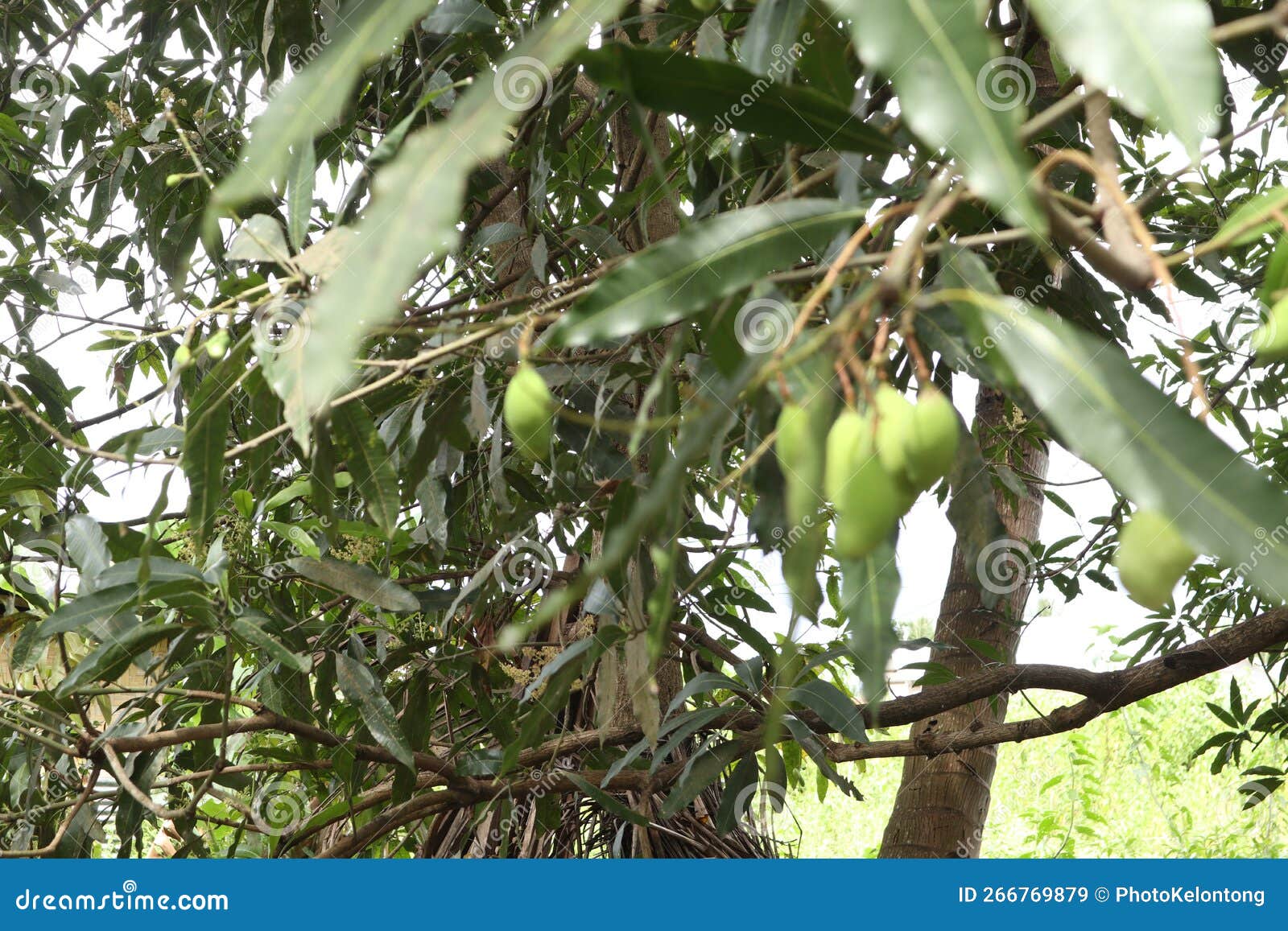 Closeup of Mango Fruit on a Tree. Green Mango Fruit with Branches and Leaves Stock Image - Image ...