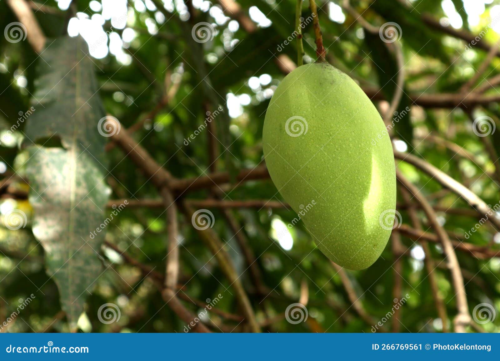Closeup of Mango Fruit on a Tree. Green Mango Fruit with Branches and Leaves Stock Image - Image ...