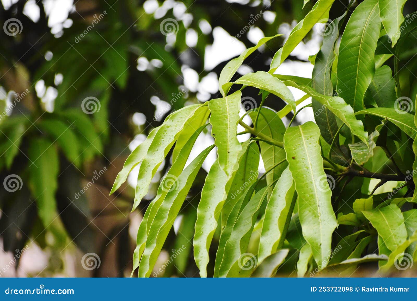 Closeup of Mango Plant and Leave Stock Photo - Image of produce, leaf ...