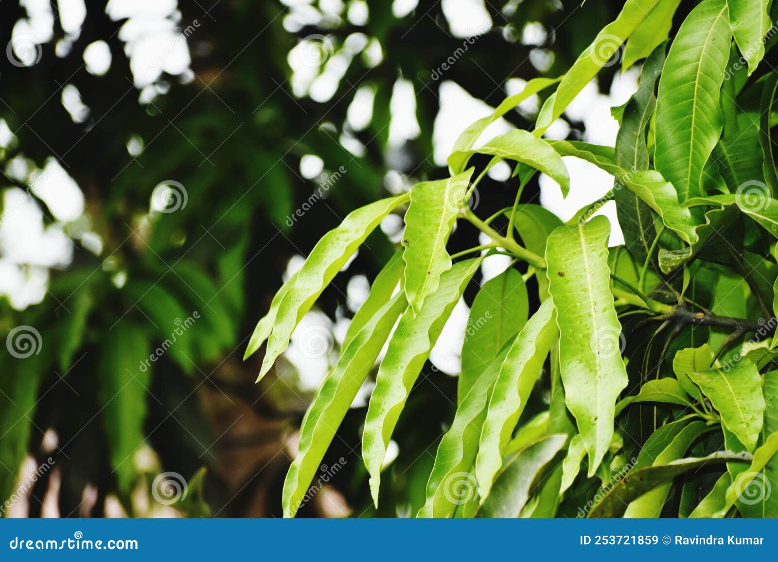 Closeup of Mango Plant and Leave Stock Image - Image of flower, food ...