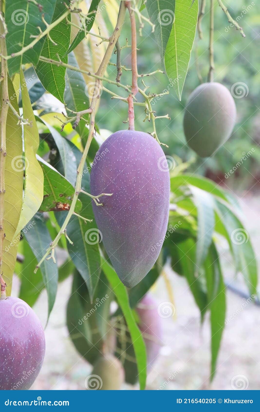 Closeup mango on the tree stock image. Image of foliage - 216540205