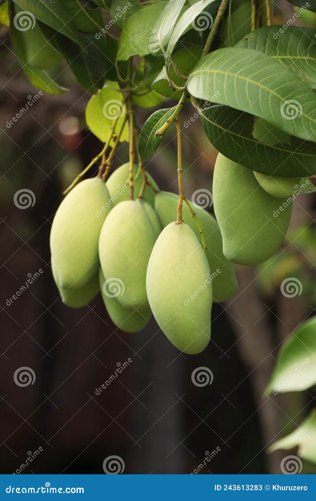 Closeup Mango on Tree in Garden Stock Image - Image of business, growth ...