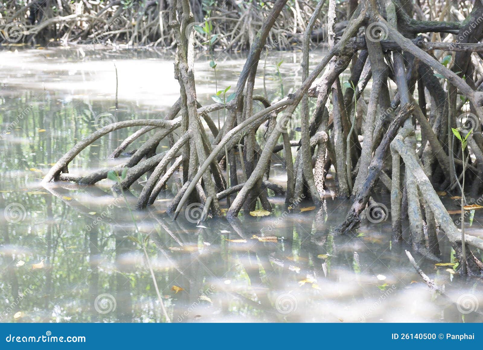 Closeup the mangrove root stock photo. Image of jungle - 26140500