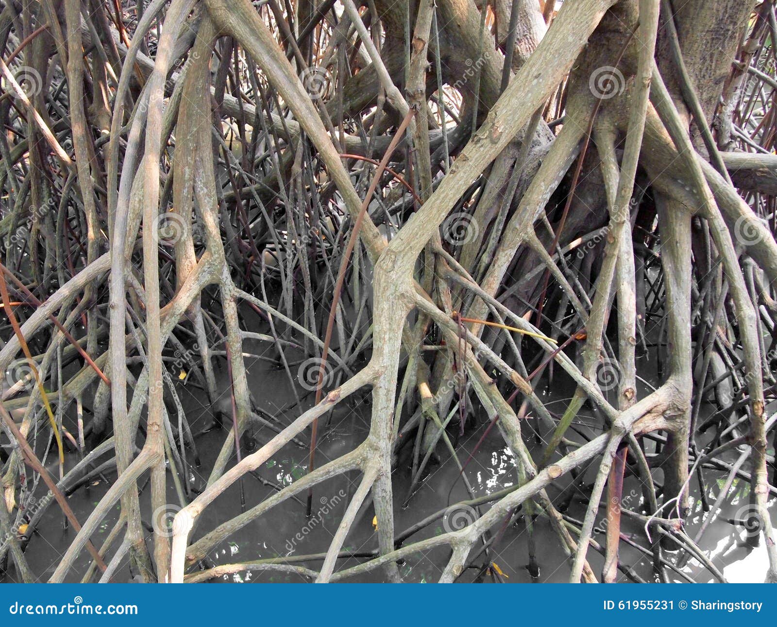 Closeup of mangrove roots stock image. Image of landscape - 61955231