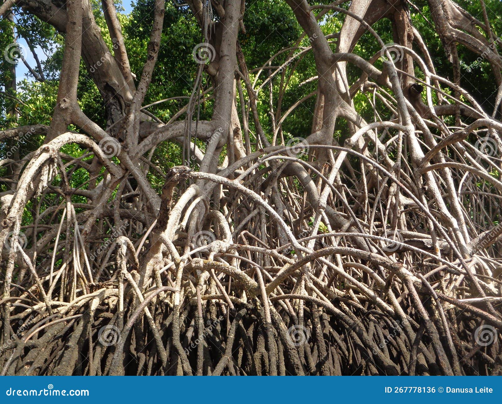 Closeup of Mangrove Tree with Interwined Roots - Brazil Stock Photo ...
