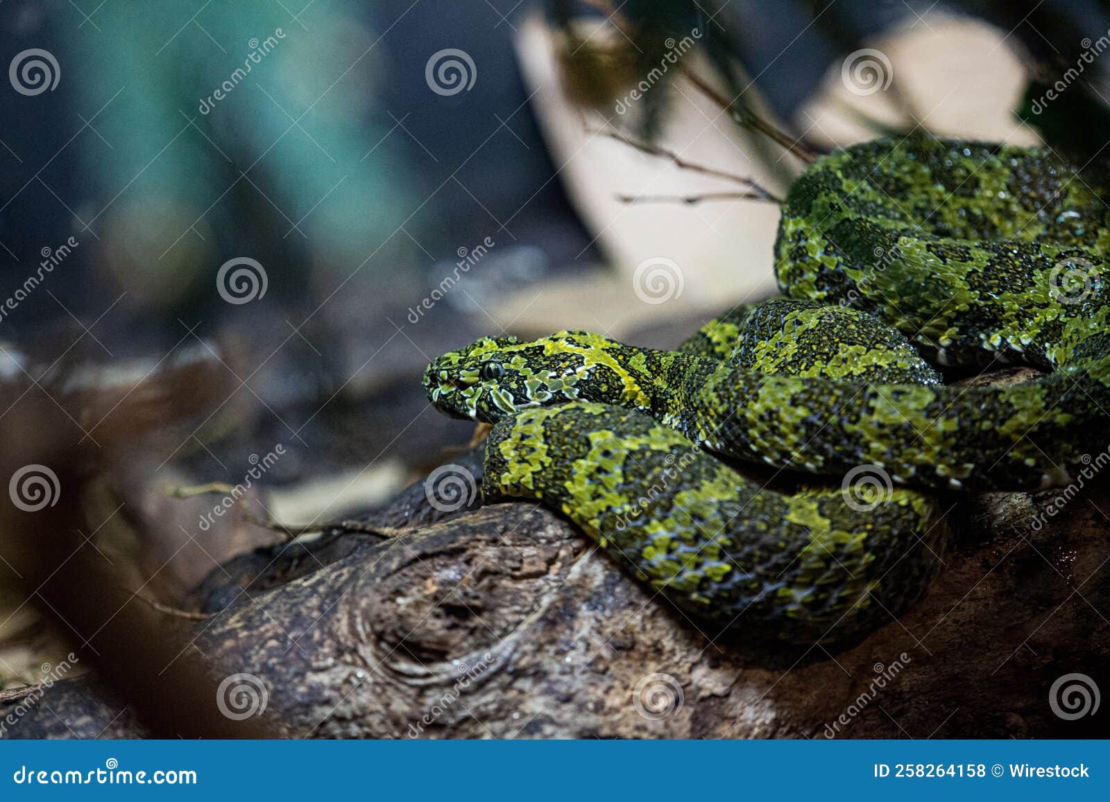 Closeup of a Mangshan Pit Viper, Protobothrops Mangshanensis on a Tree ...