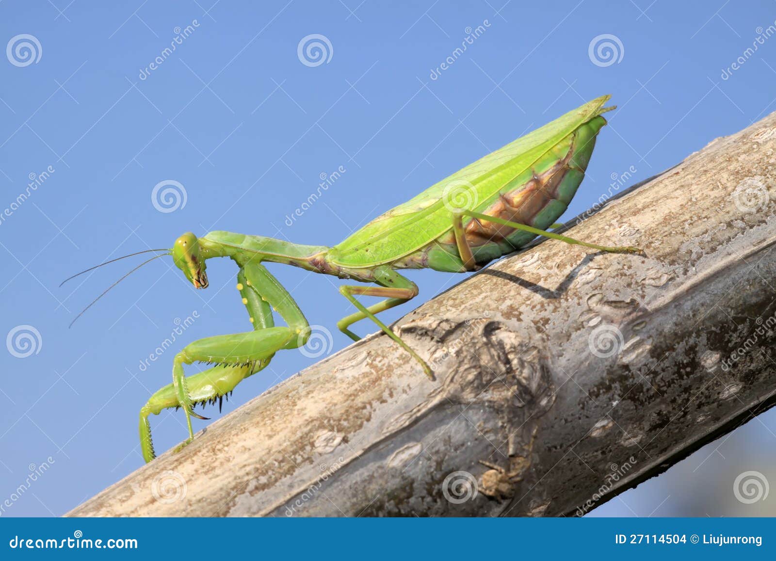 Closeup of mantis stock photo. Image of enemy, nymphs - 27114504
