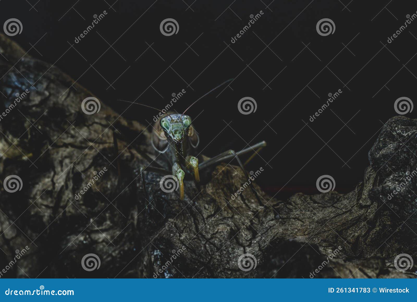 Closeup Of A Mantis On The Dark Brown Surface Stock Image Image Of