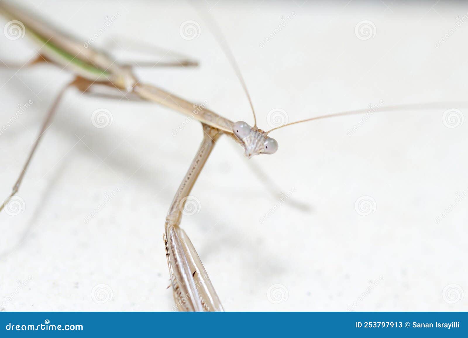 Closeup of a Brown Mantis Insect Resembling a Stick Looking ...
