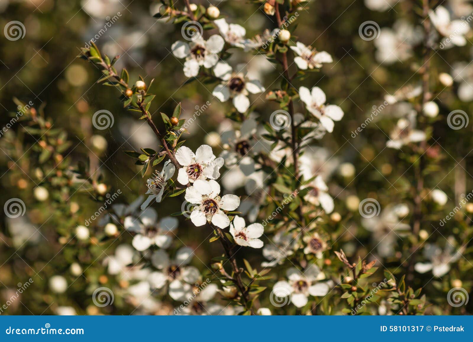 Closeup of manuka flowers stock image. Image of zealand - 58101317