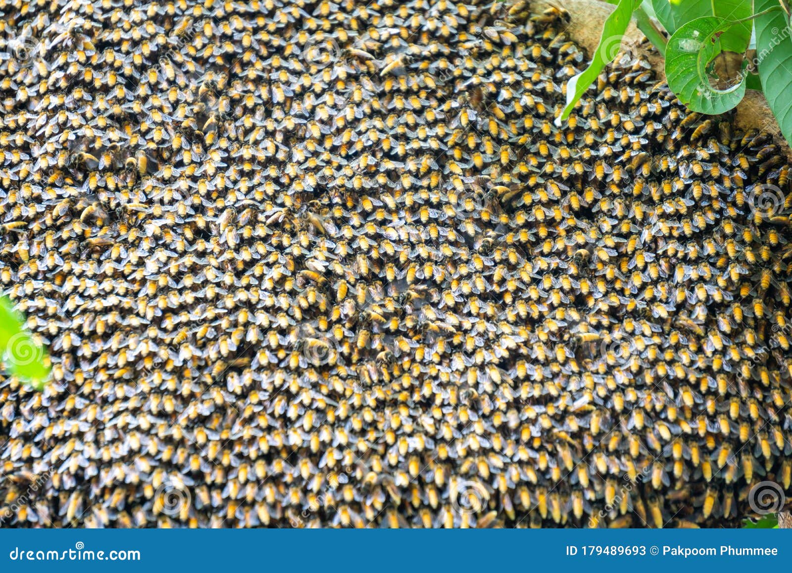 Closeup Many Bees Live in a Nest on a Tree in a Natural Forest Stock ...