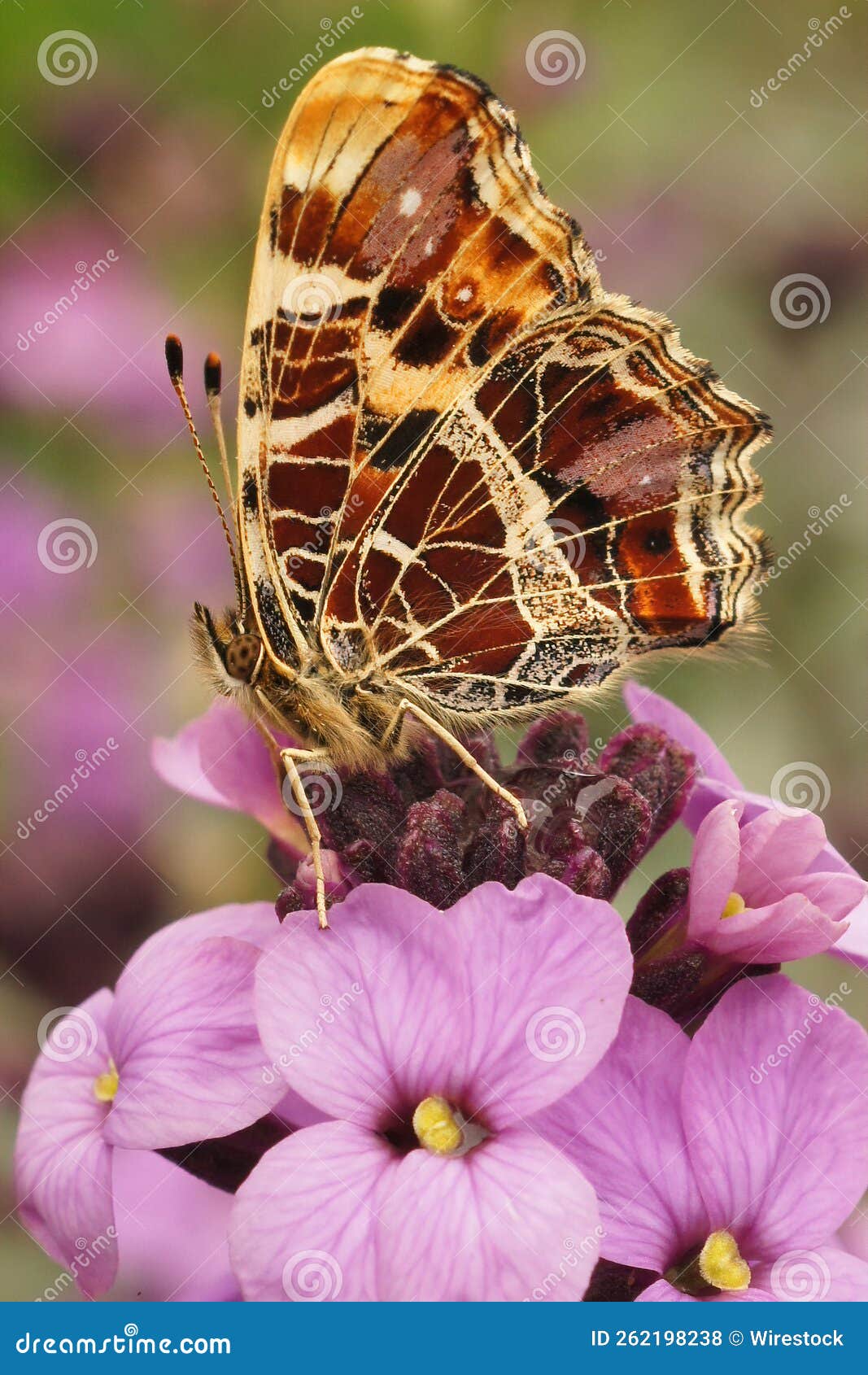 Closeup of a Map Butterfly on a Pink Wallflower Stock Photo - Image of ...