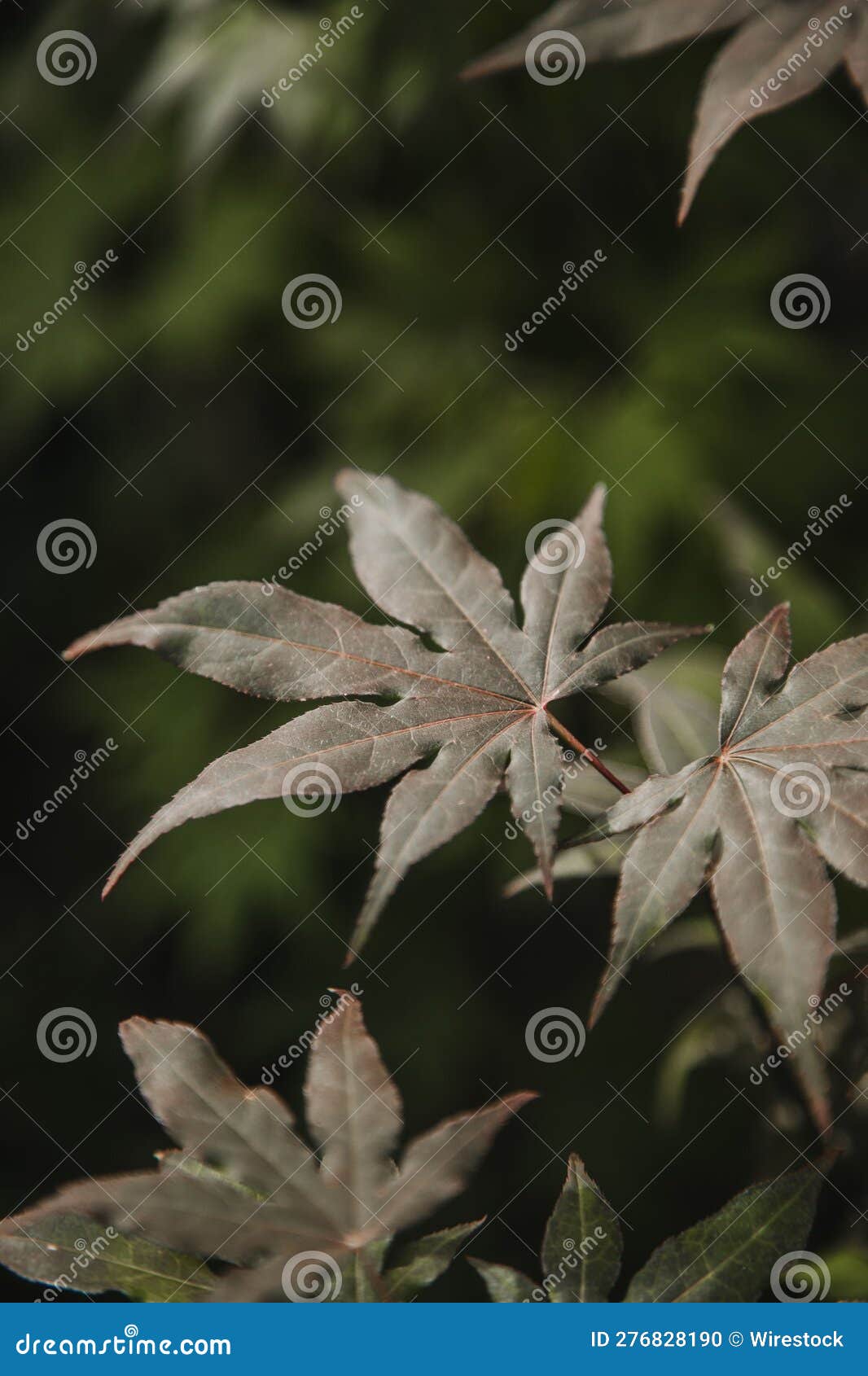 A Closeup of Maple Palmate Leaves Stock Photo - Image of tree, shot ...