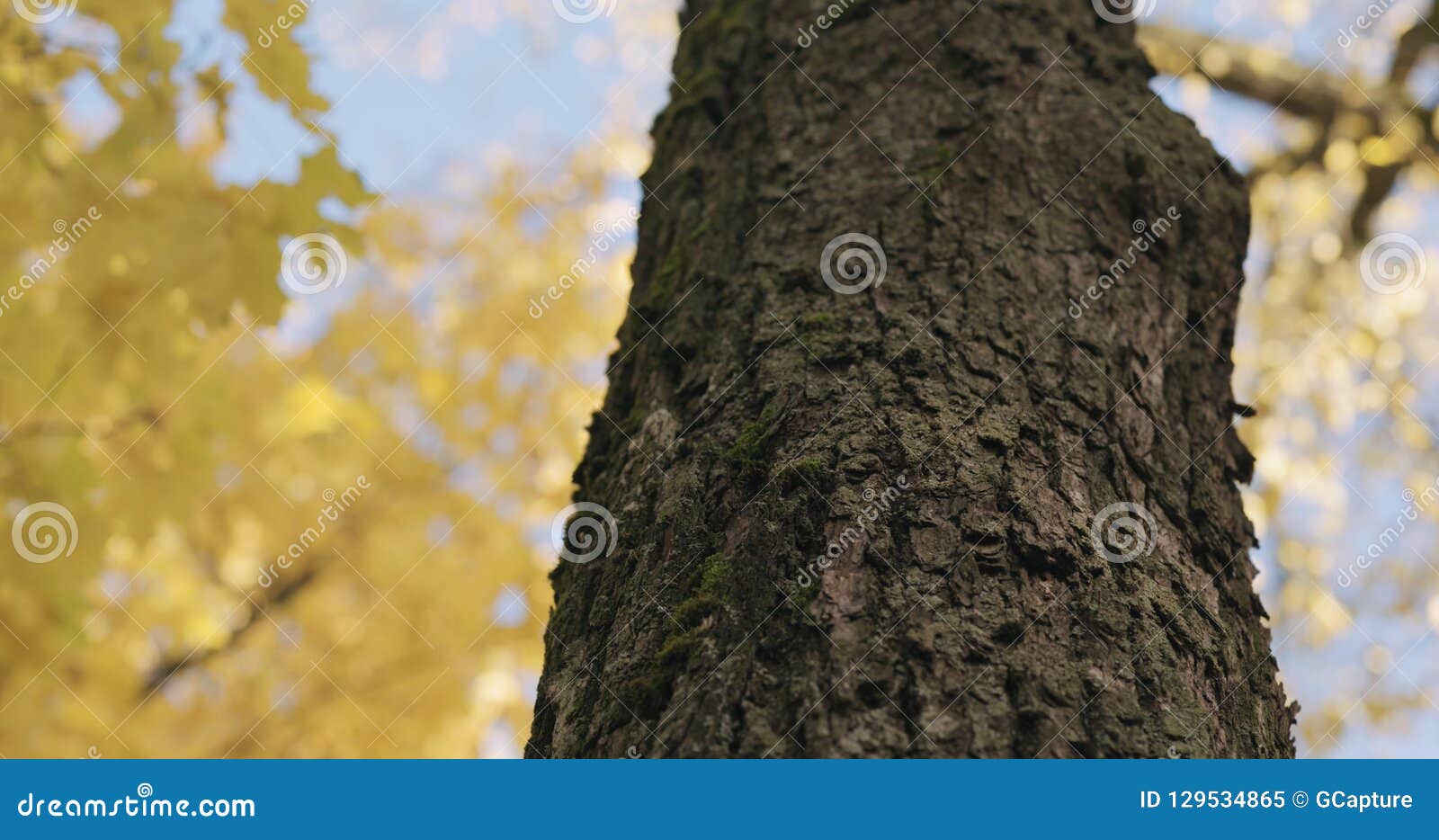Closeup of Maple Tree Trunk in Autumn Stock Image - Image of nature ...