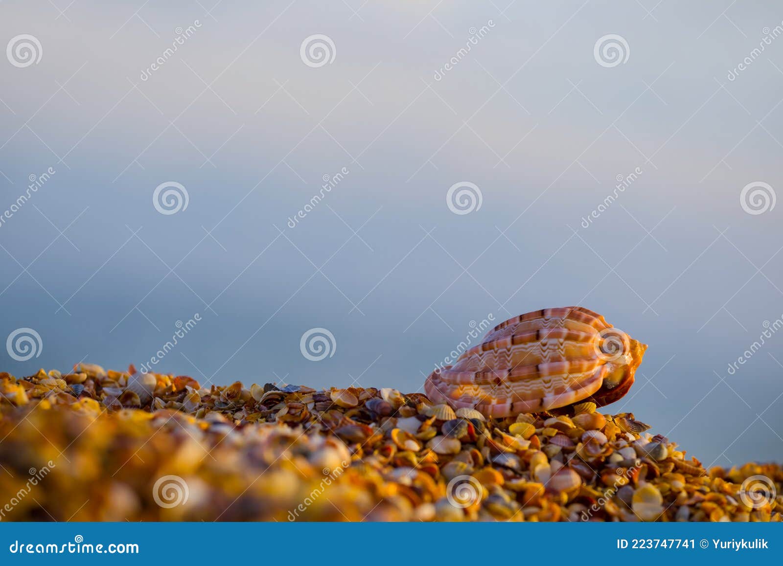 Marine Shell Lie on Sandy Sea Beach Stock Image - Image of coastline ...