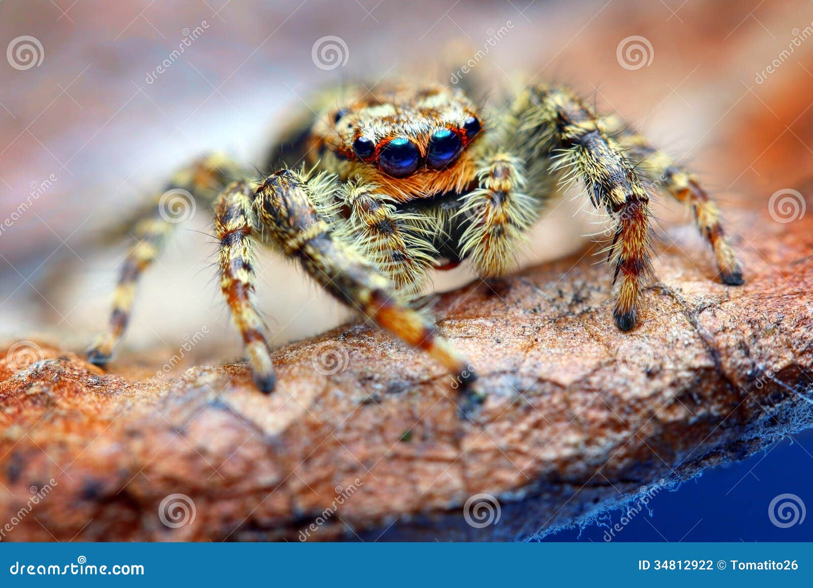 Closeup of Marpissa Muscosa Jumping Spider Stock Photo - Image of hairy ...