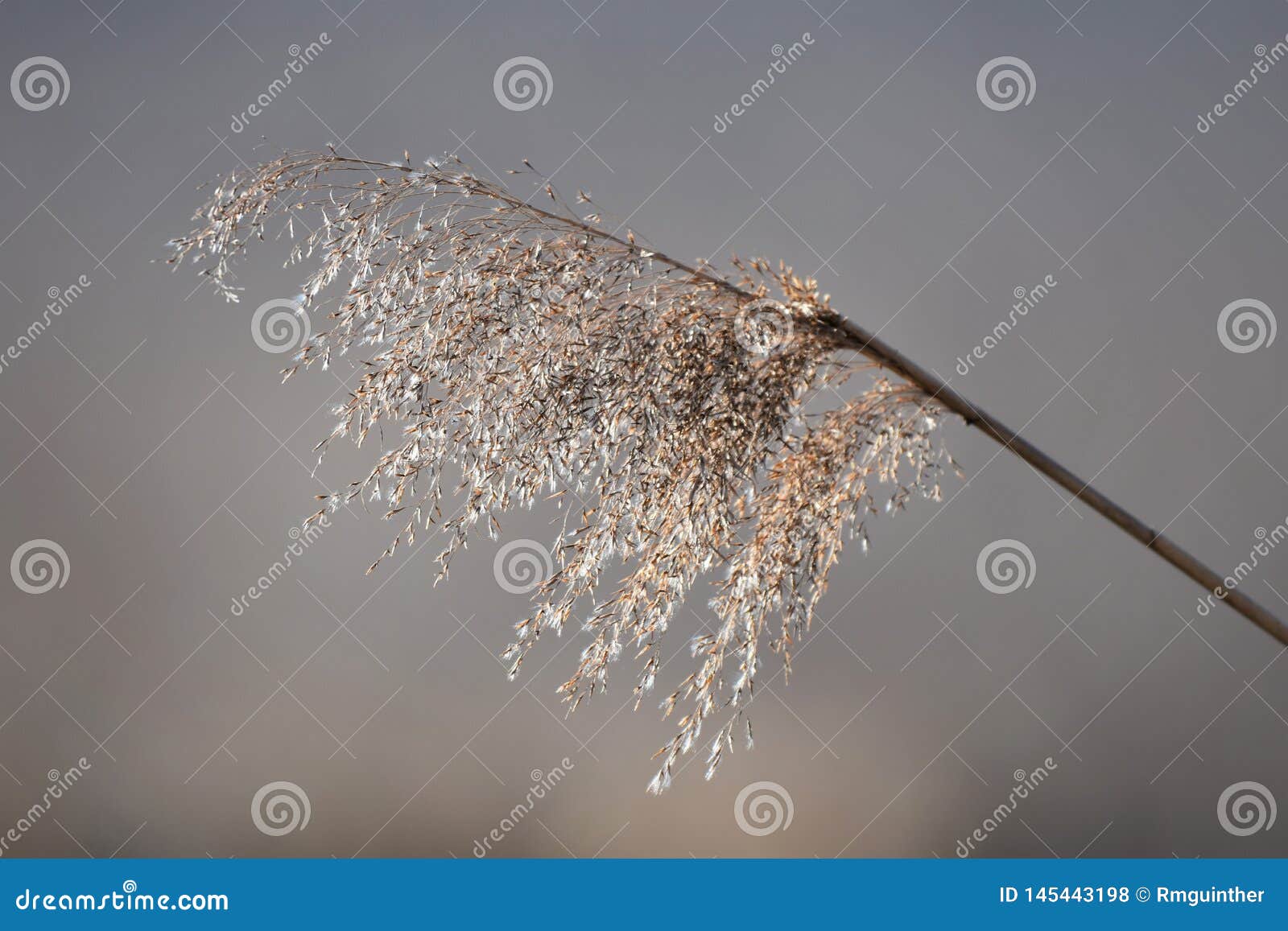 A closeup of marsh grass stock photo. Image of brown - 145443198