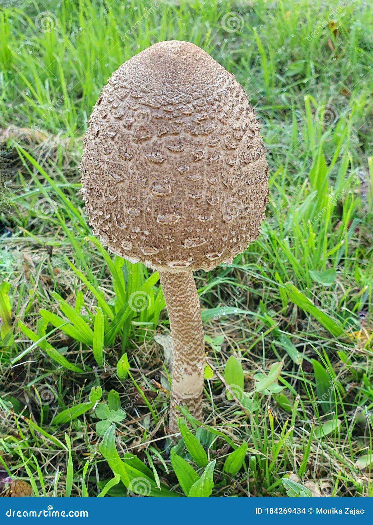 A closeup of a mashroom stock photo. Image of grass - 184269434