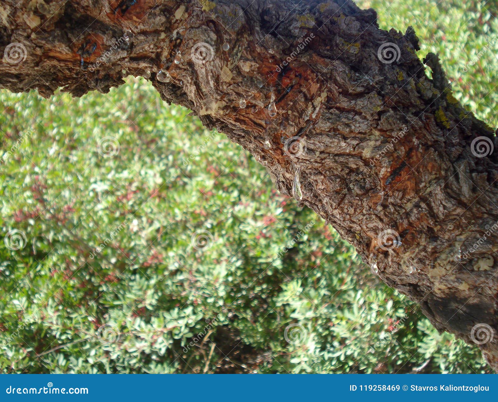 Closeup of a mastic tree stock image. Image of products - 119258469