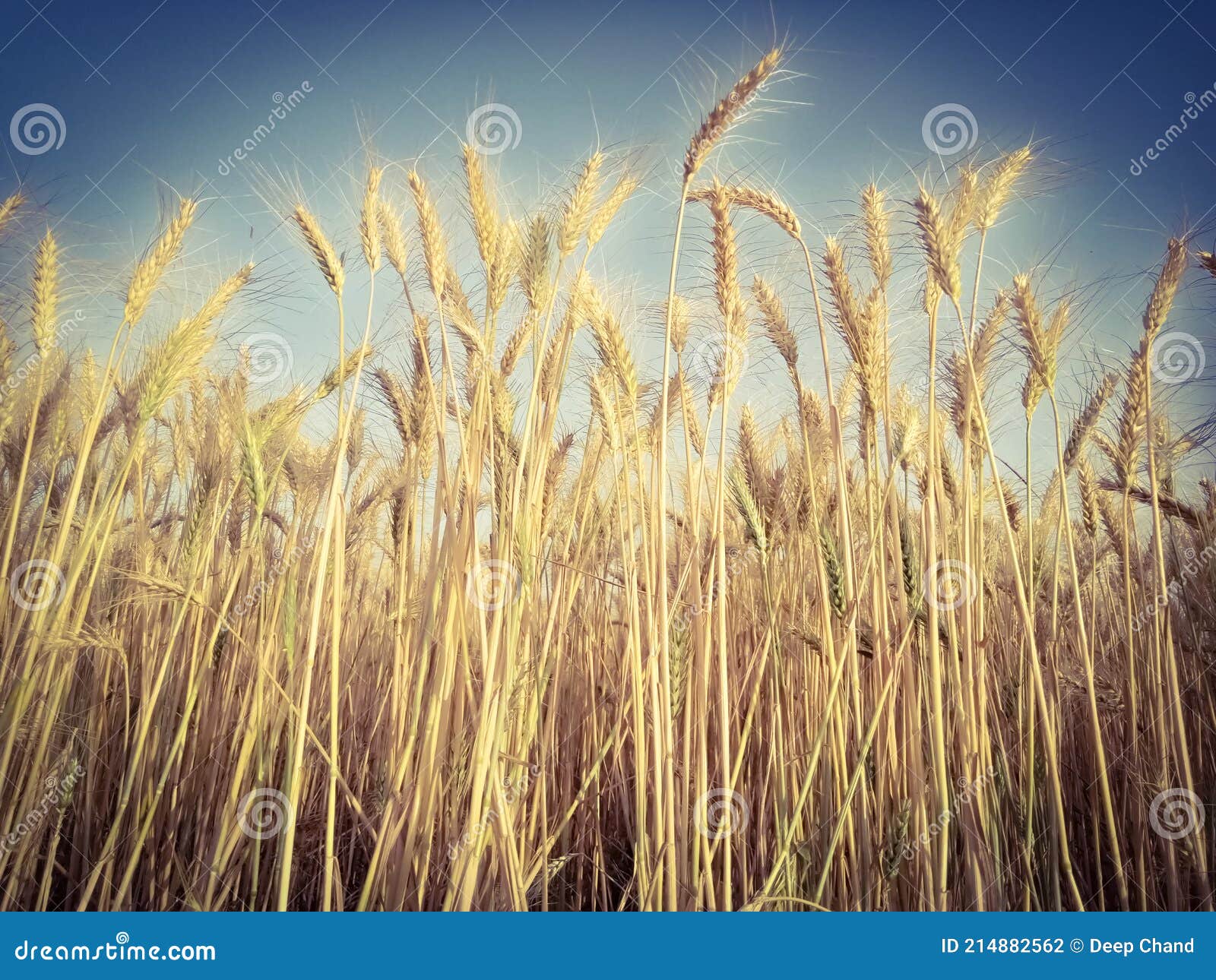 Closeup of Mature Wheat Eras in the Field Stock Photo - Image of eras ...