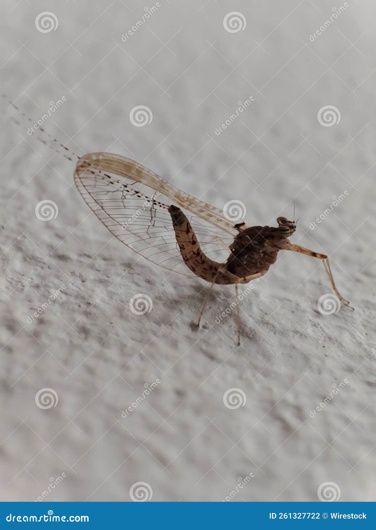 Closeup of a Mayfly on White Sand, a Vertical Shot Stock Photo - Image ...