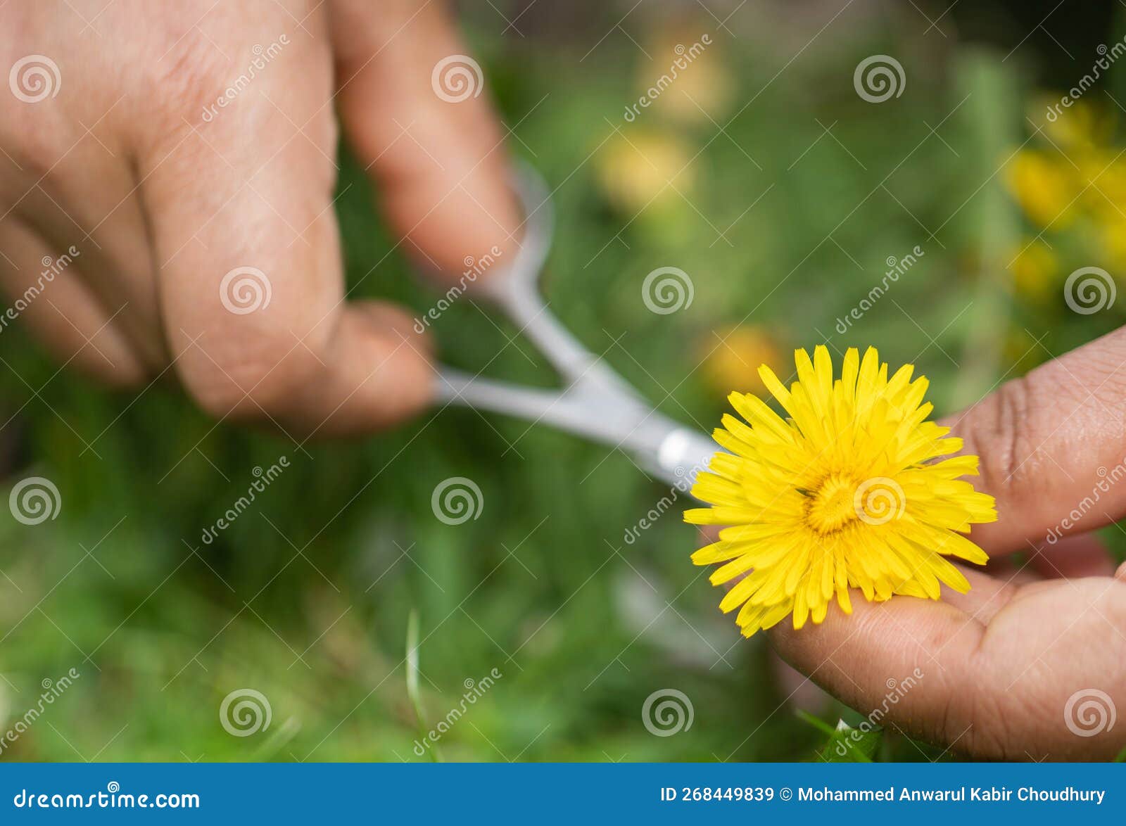 Closeup of Medicinal Dandelion Stock Image - Image of leaf, flora ...