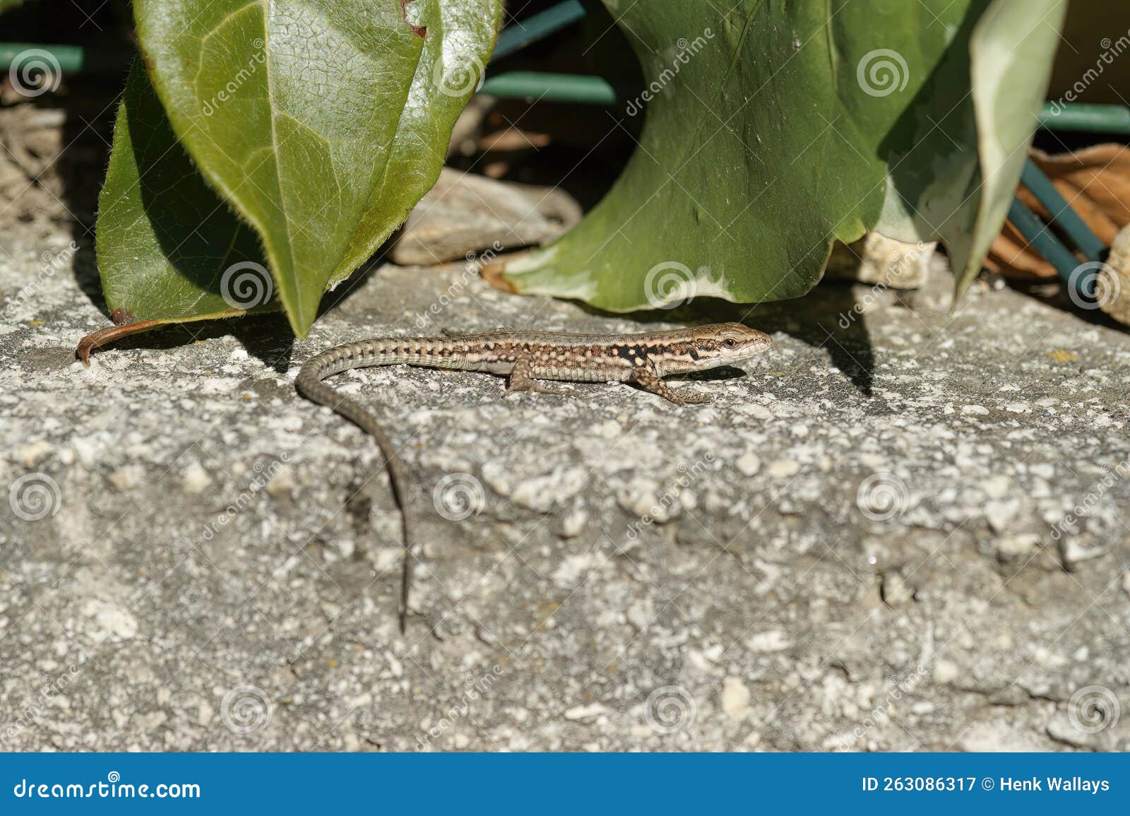 Closeup on a Mediterranean Common, Wall Lizard , Podarcis Muralis Stock ...