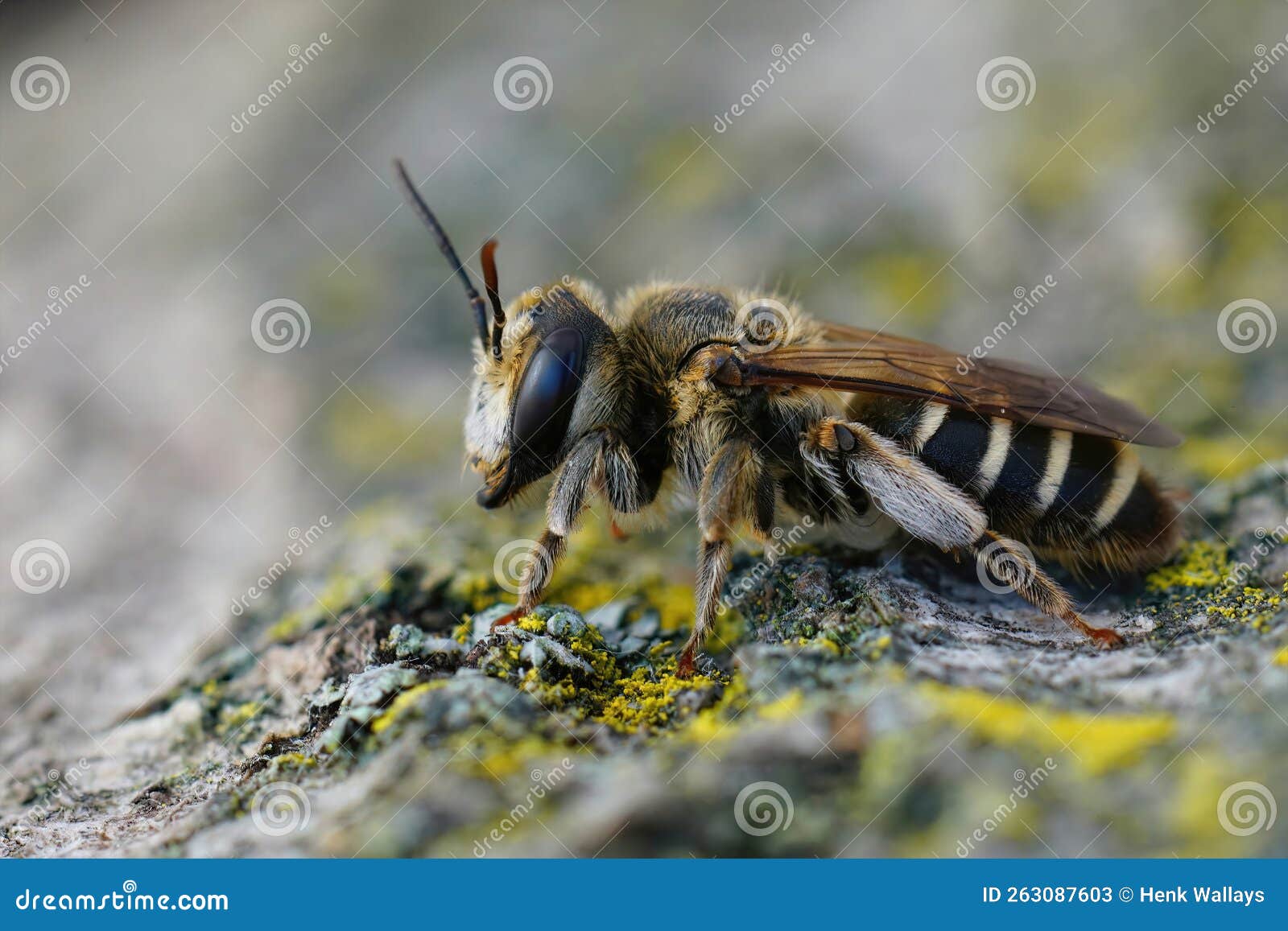 Closeup on a Mediterranean Female of the Variable Miner Bee, Andrena ...