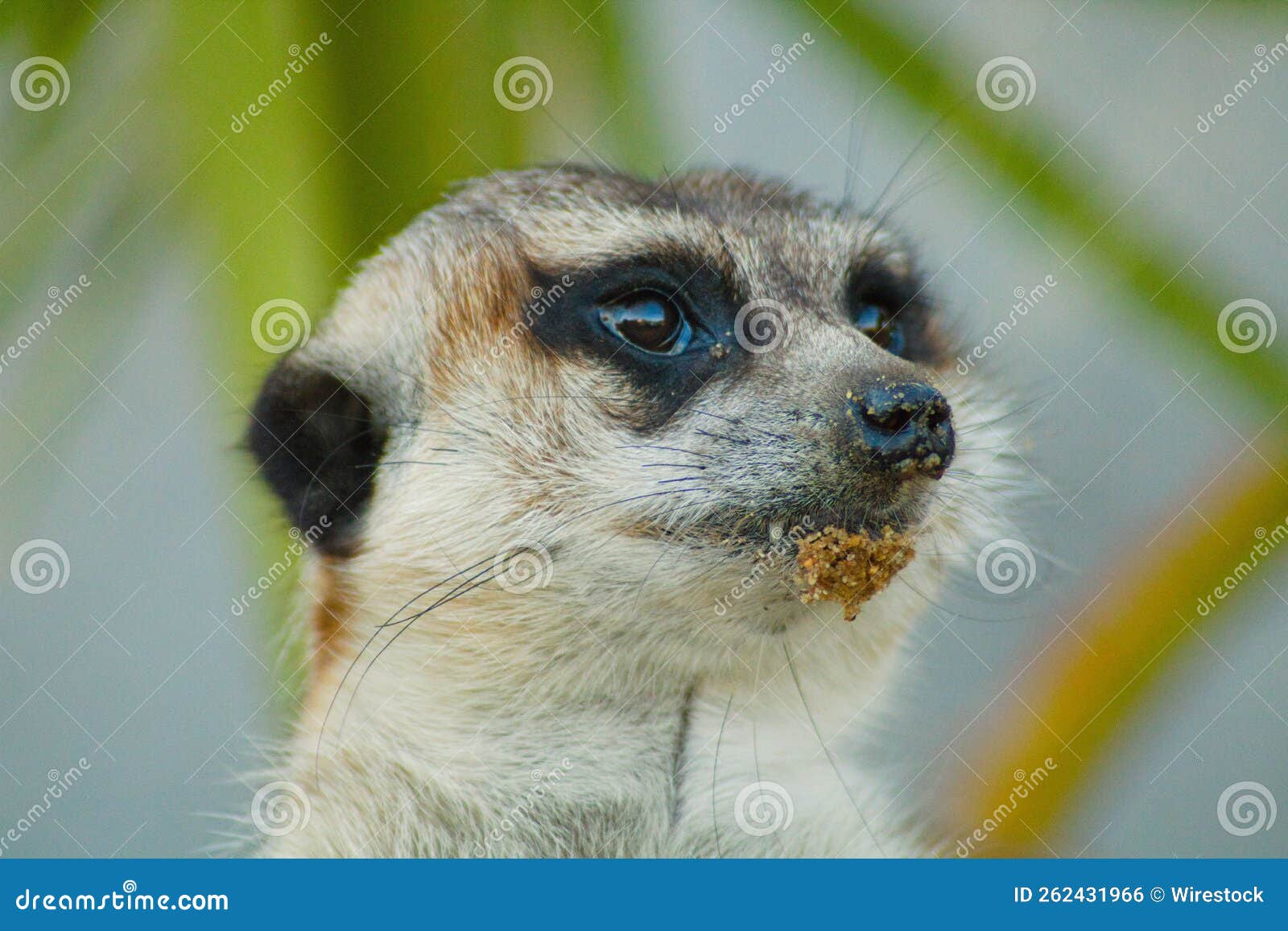 Closeup of a meerkat face stock photo. Image of protection - 262431966