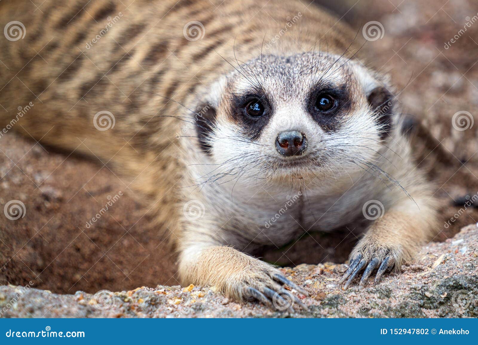 Closeup of meerkat face stock photo. Image of foraging - 152947802
