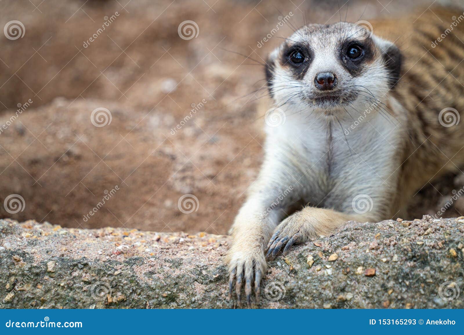 Foraging Meerkat Stock Photo | CartoonDealer.com #75576348