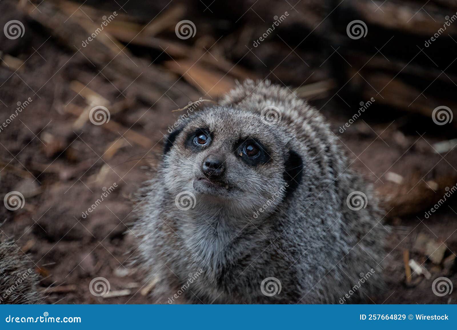 Closeup of a Meerkat Looking Up, in a Zoo Stock Image - Image of ...