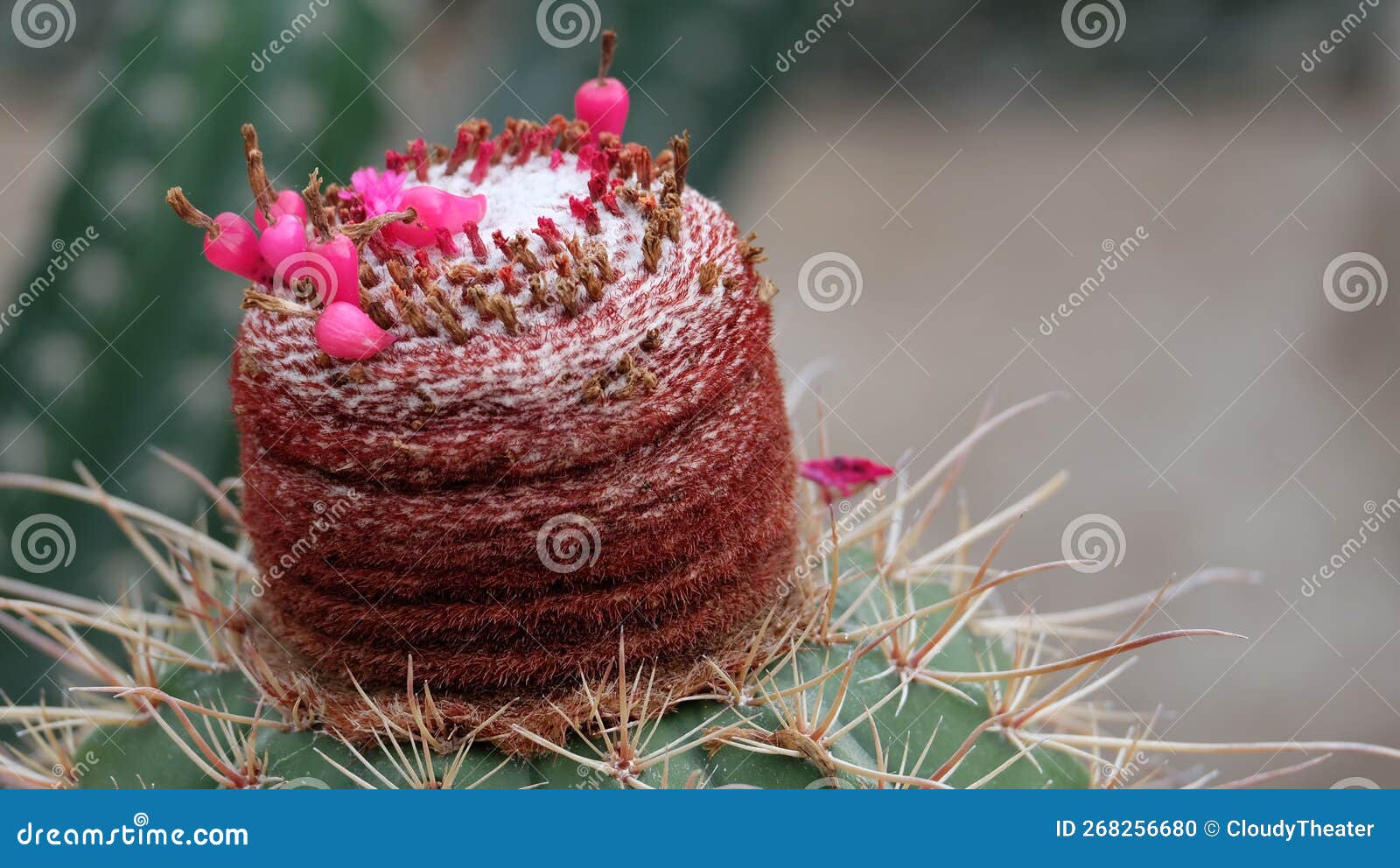 Closeup of a Melocactus Plant with Fruit Stock Photo - Image of macro ...