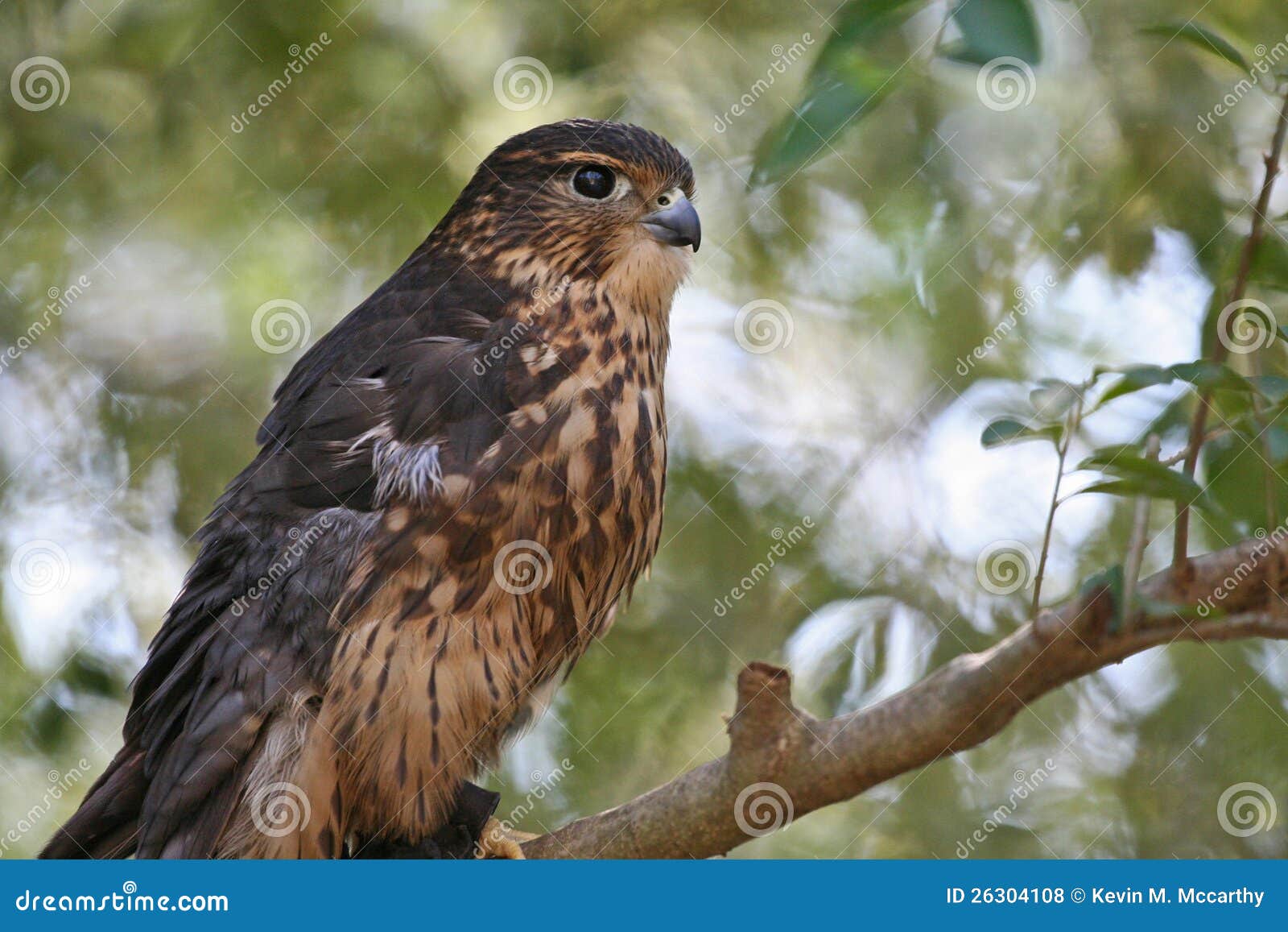 Closeup of Merlin Bird of Prey (Raptor) Stock Photo - Image of falconry ...