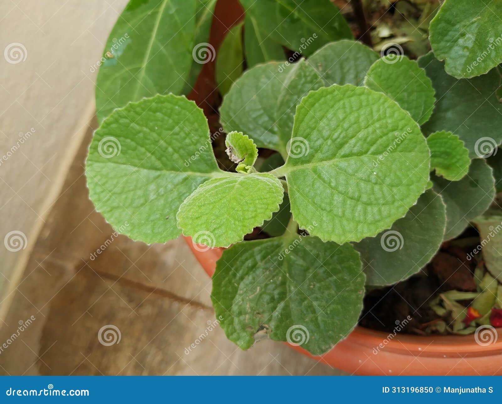 Mexican Mint Plant or Leaves Background with Texture and Pattern Stock ...