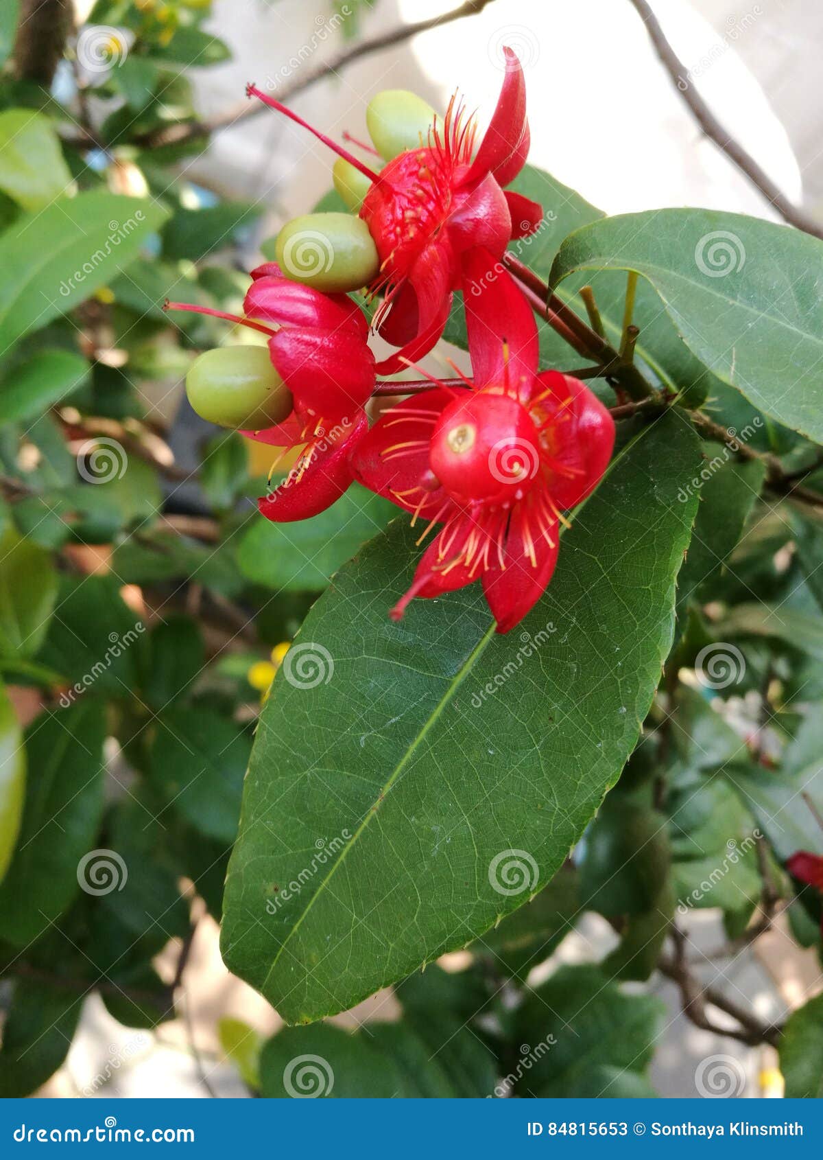 Closeup of Mickey Mouse Flower Stock Image - Image of closeup, floral ...