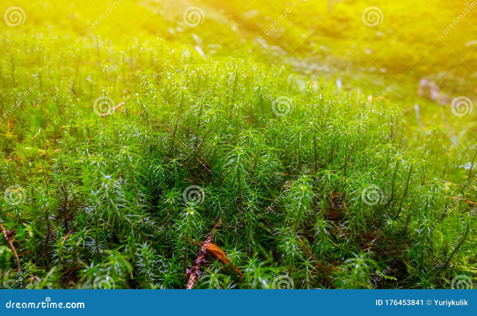 Closeup Micro Moss in a Sunlight Stock Image - Image of nature, vibrant ...