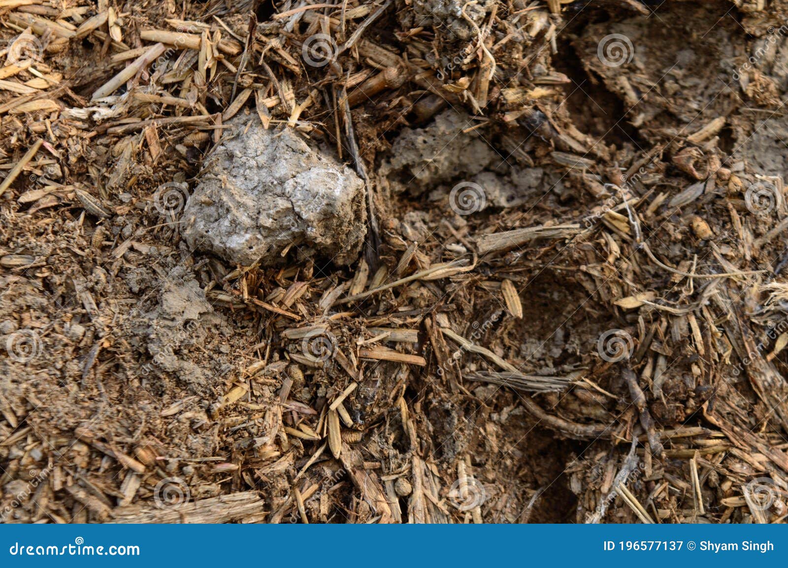 Closeup Micro Shot of Indian Cow Dunk with Soil Stock Image - Image of ...