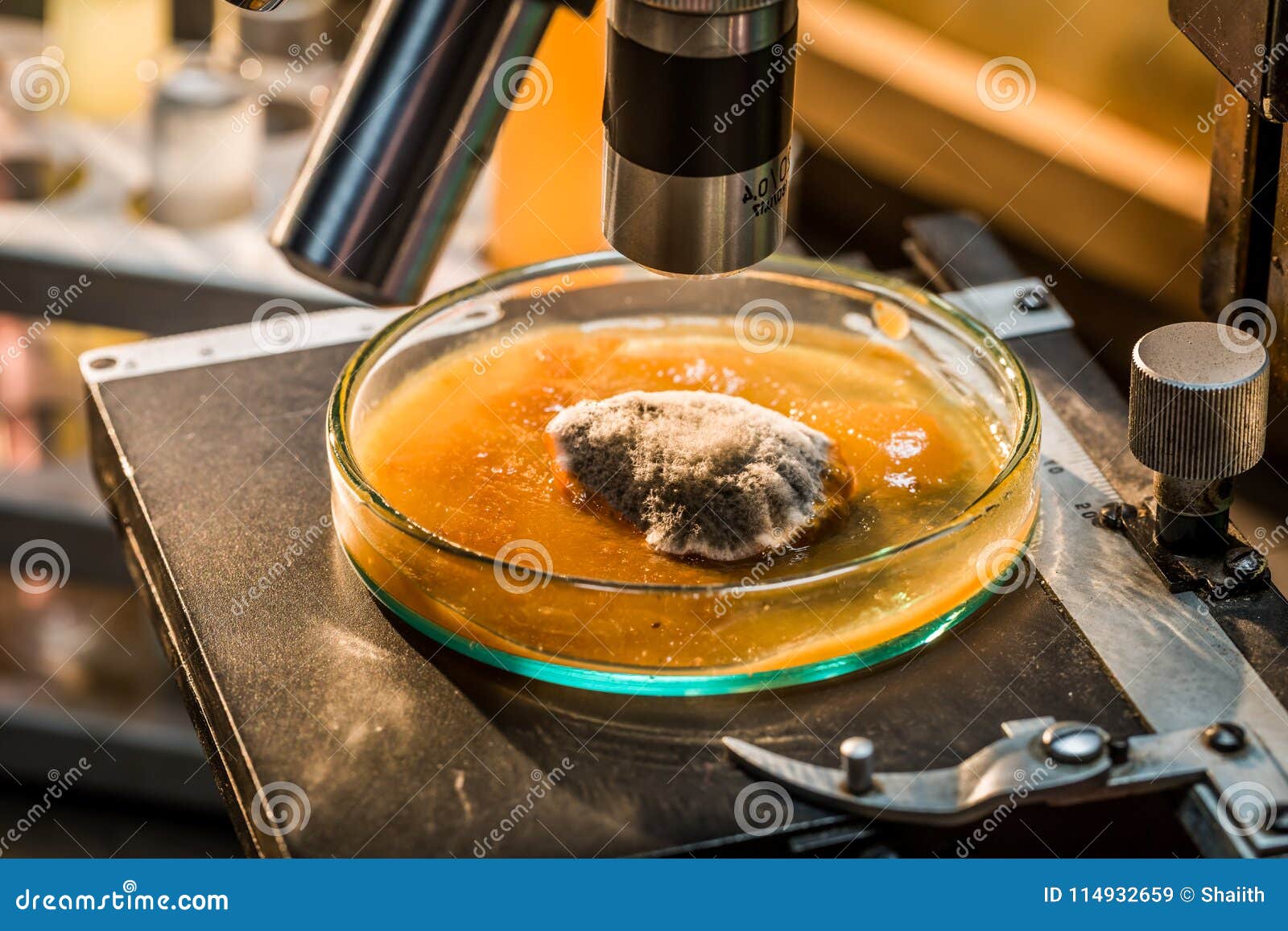 Microscope during the Mold Test Stock Image - Image of tube, scientific ...
