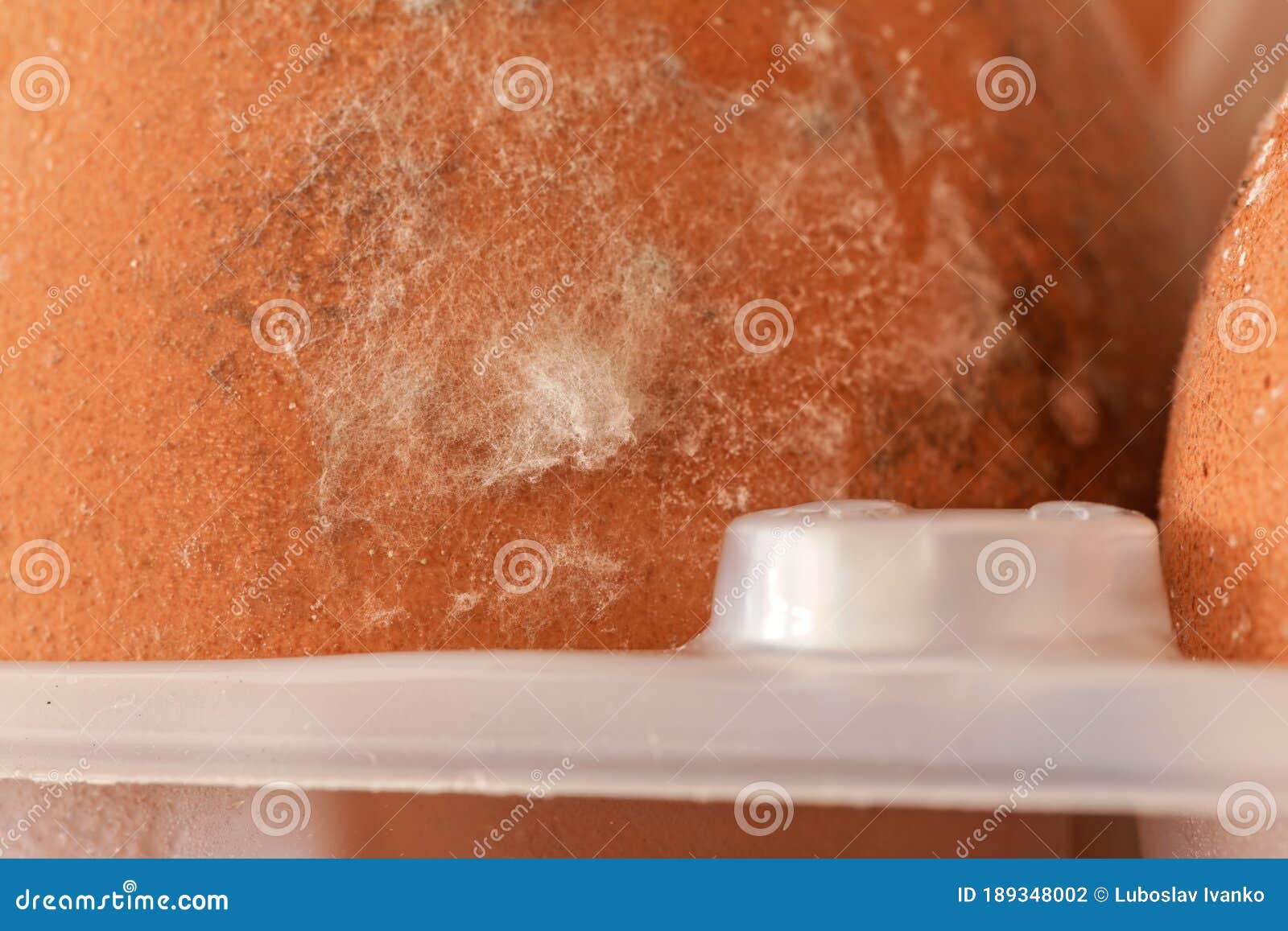 Closeup of Mildew, Mould Growing on Brown Egg Shell - Eggs Have Been ...